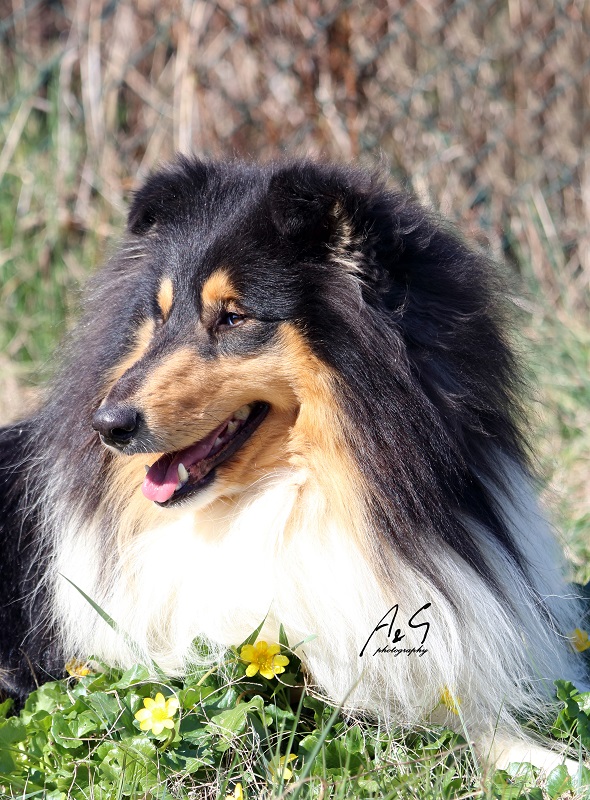 Allevamento di Cambiano - Rough Collie (Pastore Scozzese a Pelo Lungo ...