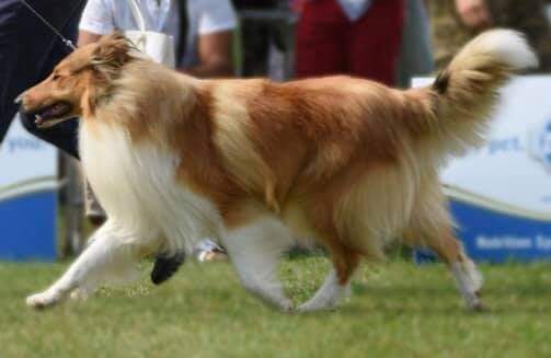 Allevamento di Cambiano - Rough Collie (Pastore Scozzese a Pelo Lungo ...