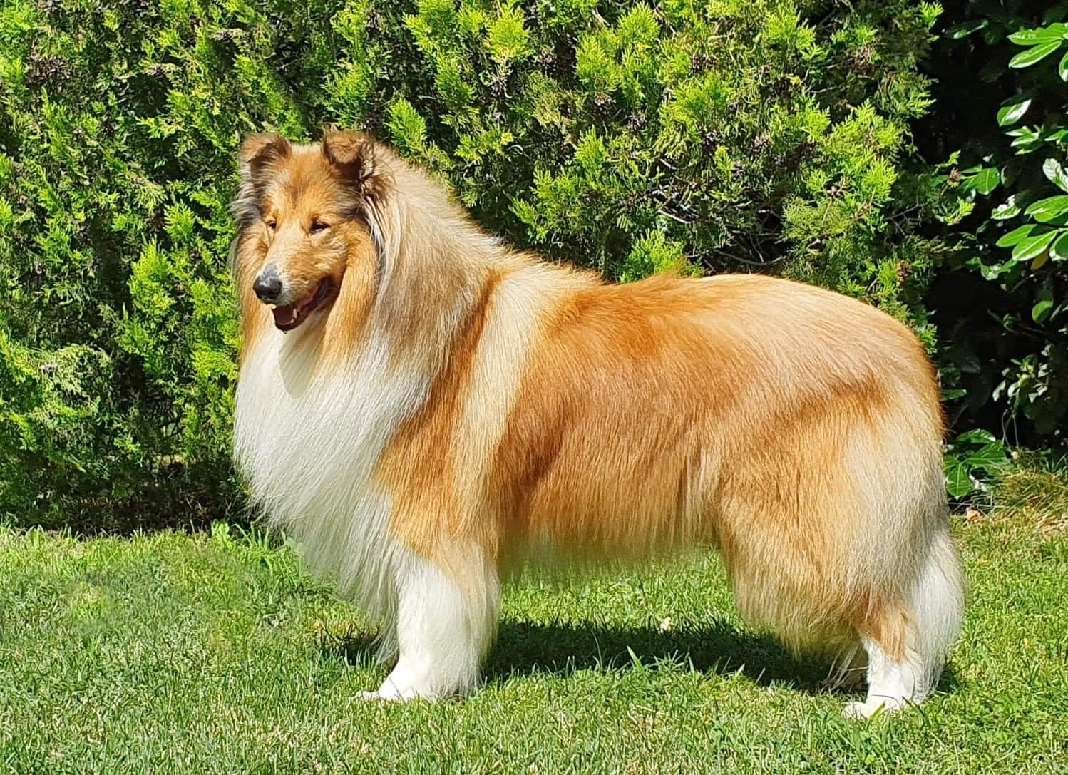 Allevamento di Cambiano - Rough Collie (Pastore Scozzese a Pelo Lungo ...