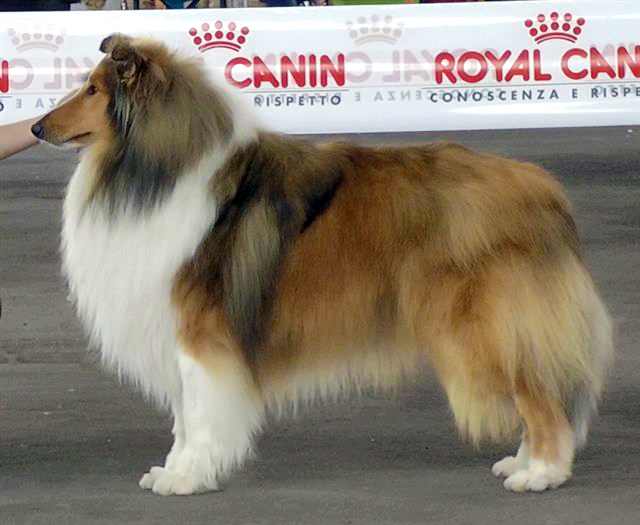Allevamento di Cambiano - Rough Collie (Pastore Scozzese a Pelo Lungo ...